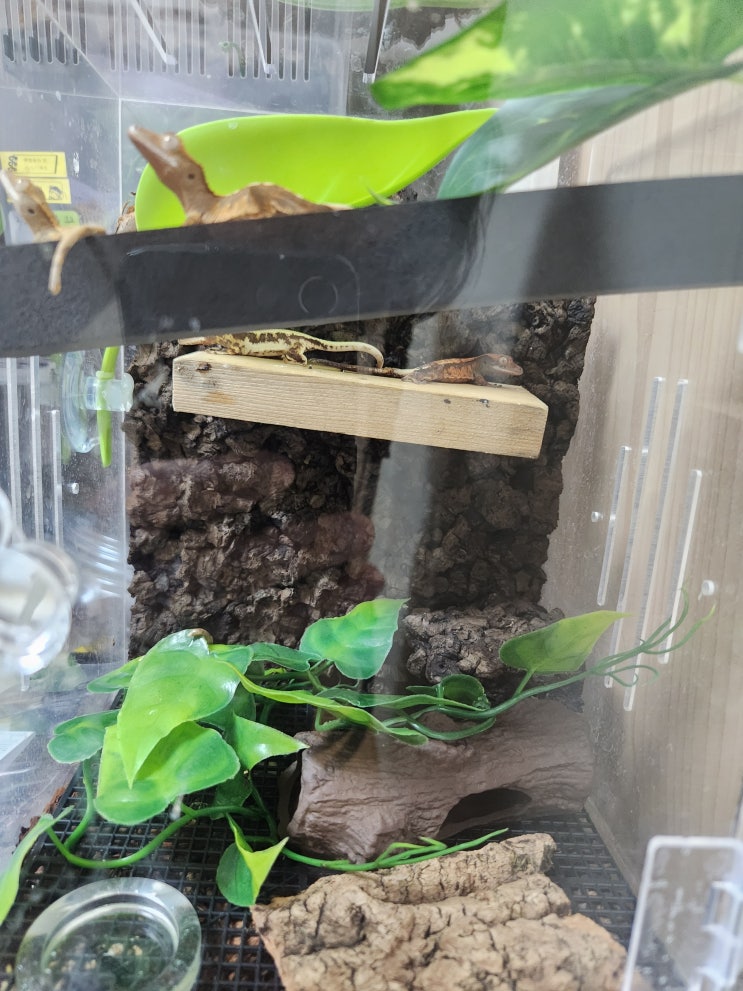 크레 베이비 합사사육일지_3(3g 전후의 베이비들 행동패턴) : 네이버 블로그