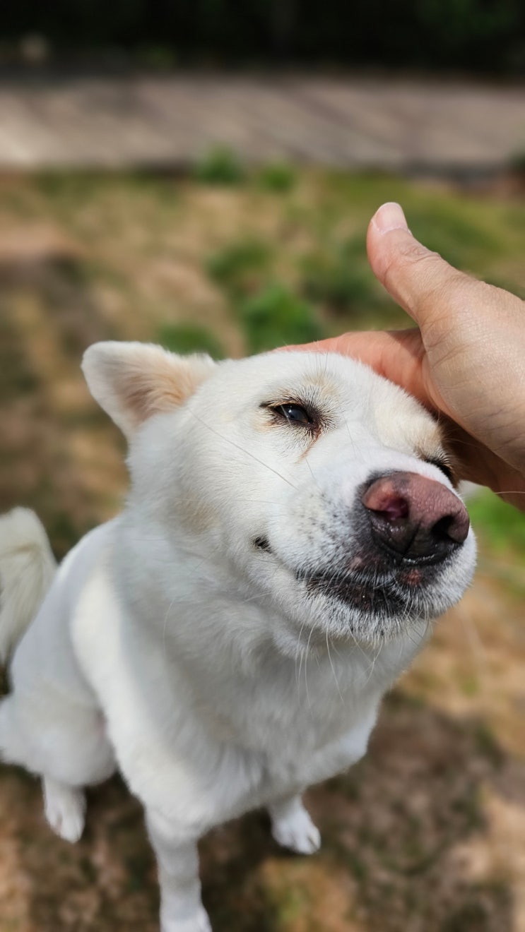 [유기견 입양] 조영하고 차분한 네티 : 네이버 블로그