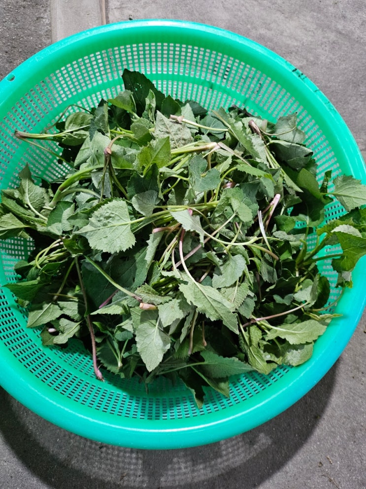 고산지대 산나물은 아직 : 네이버 블로그