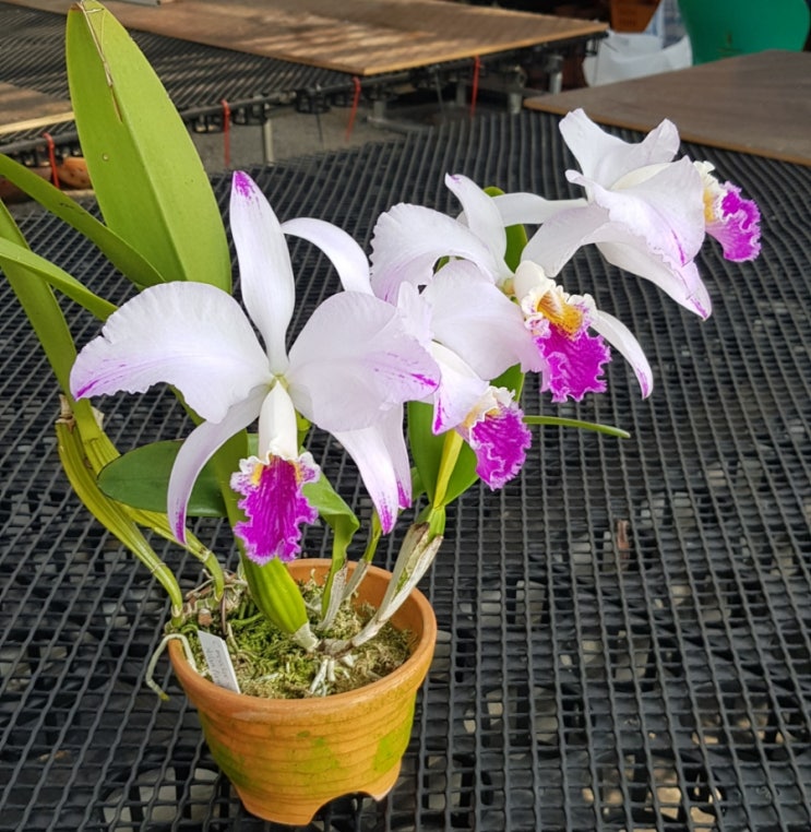 C. mossiae f. semi-alba 'Allan Fantasy' OG : 네이버 블로그