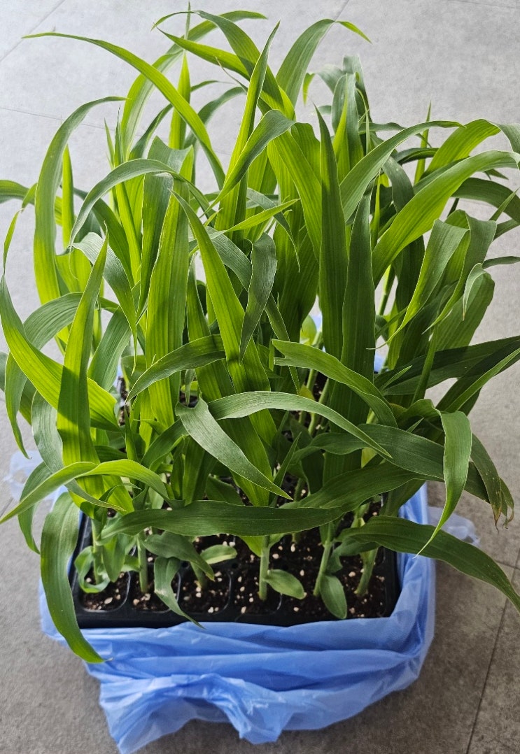 토지 재산세 줄이는 방법(대지. 농지. 휴경지) : 네이버 블로그