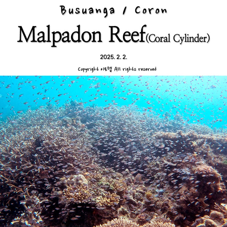 [필리핀, 코론 여행]부수앙가 / 코론 스쿠버 다이빙 - 말파돈 암초/코랄 실린더(Malpadon Reef / Coral ...