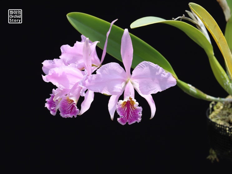 [2025 H mos1] C. mossiae tipo : 네이버 블로그