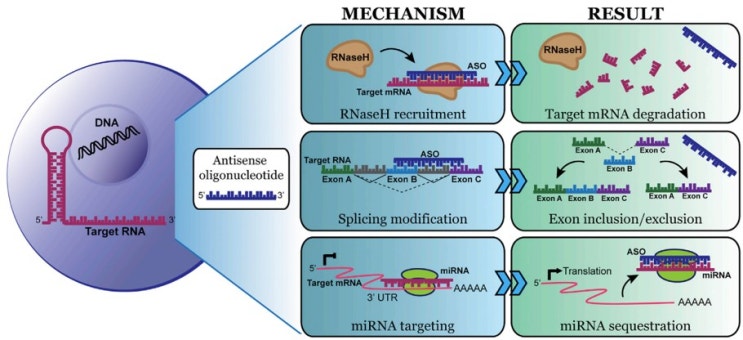 RNA 기반 치료제 정리 : ASO, siRNA, GalNAc, ASGPR, RISC, RNase H1, Leqvio, 그리고 ...