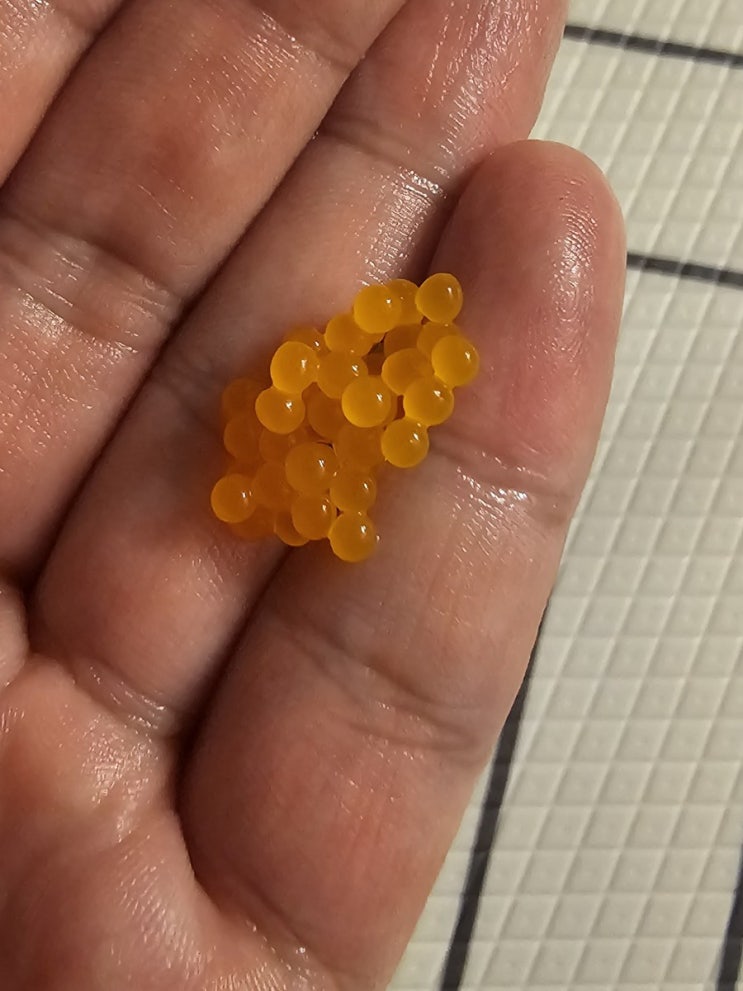 L144 안시 알 인공부화하기 : 네이버 블로그