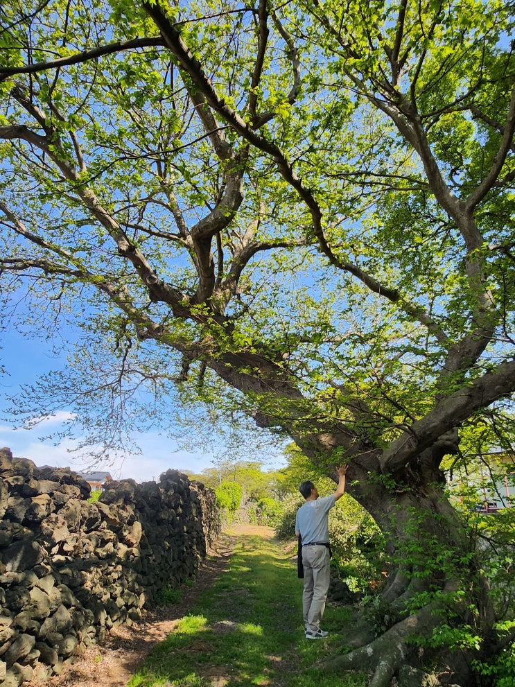 센티멘털sentimental 제주Ⅰ : 네이버 블로그