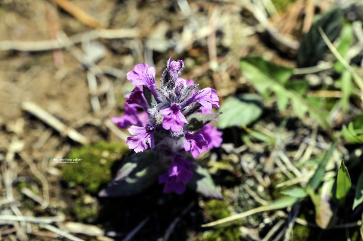 조개나물 《Ajuga multiflora Bunge》 : 네이버 블로그