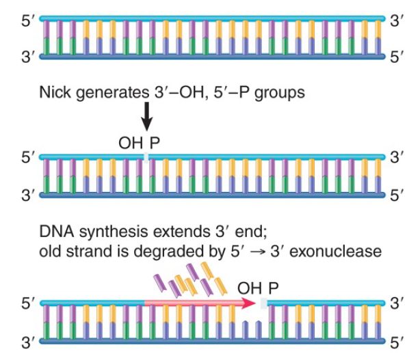E. coli DNA Polymerase I의 구조와 기능: Klenow fragment, nick translation ...