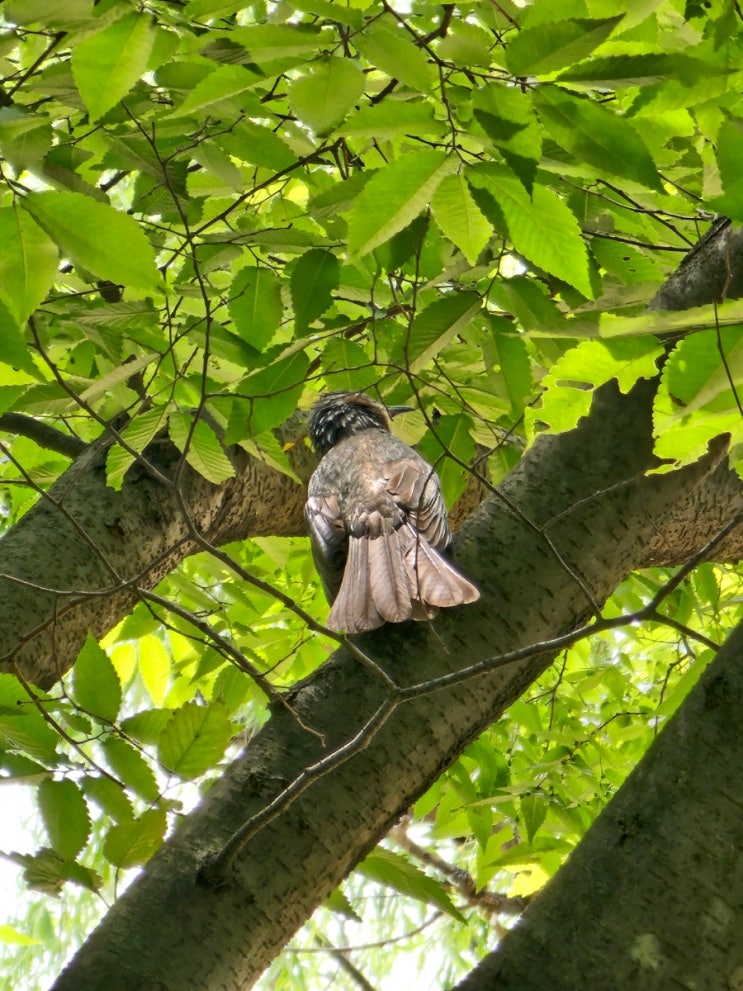 직박구리 : 네이버 블로그