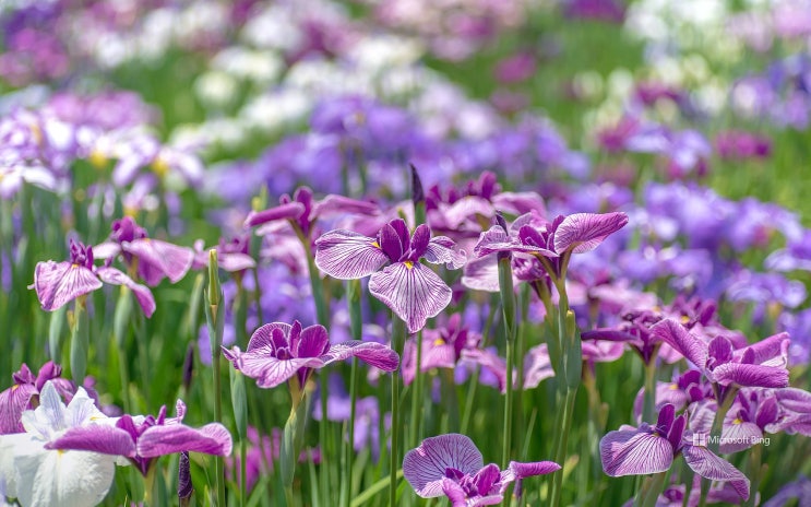 일본, 도쿄의 아이리스 정원(An iris garden in Tokyo, Japan) : 네이버 블로그