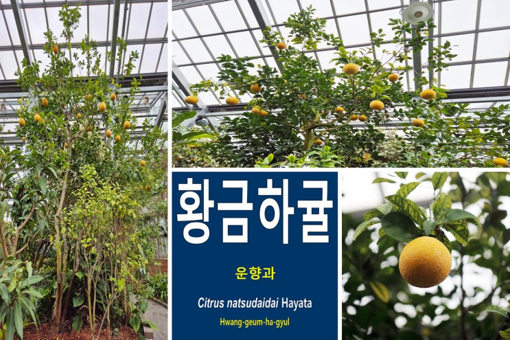 황금하귤 [Citrus natsudaidai](3)열매가 주렁주렁 운향과 상록관목 재배식물 Hwang-geum-ha-gyul ...