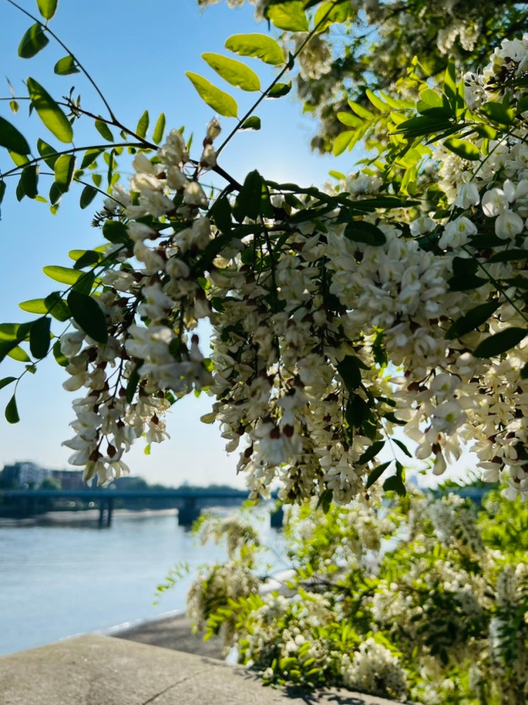 847 다 사랑하고 싶은 날 250513 : 네이버 블로그