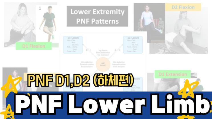 PNF D1,D2 하지 하체편(Lower extrimity) : 네이버 블로그