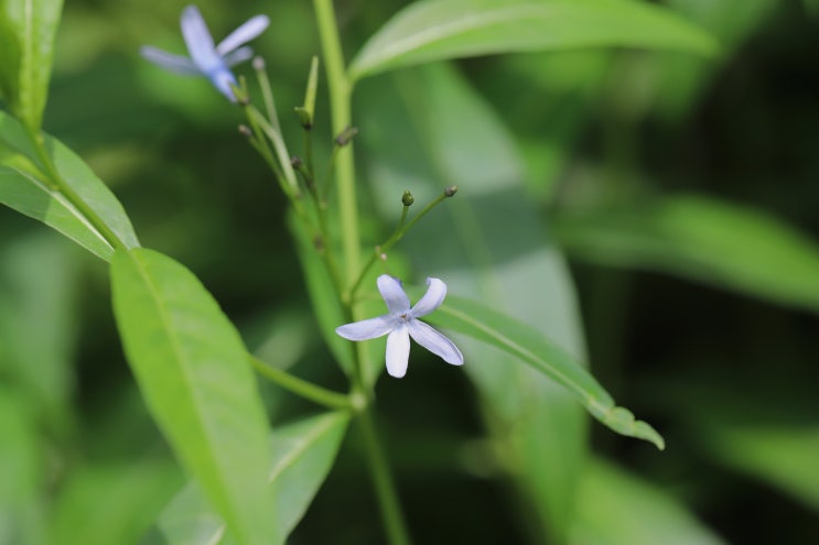 정향풀. : 네이버 블로그