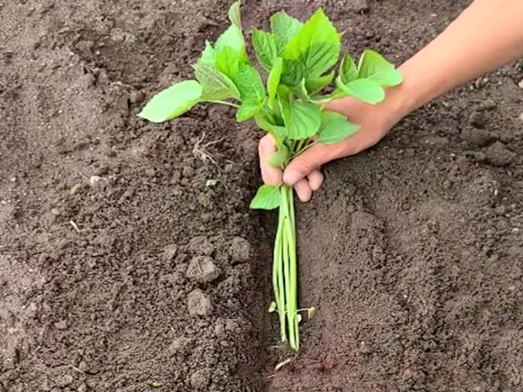 들깨 재배 방법 씨앗 심는 시기 방법 솎아주기 물주기 벌레 수확시기 : 네이버 블로그