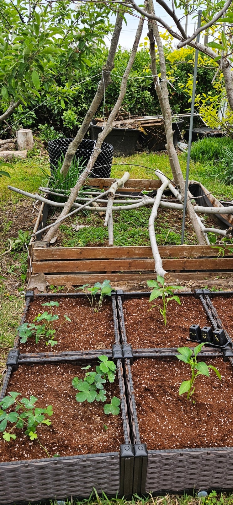 2025년에도 상자텃밭 스타트 : 네이버 블로그