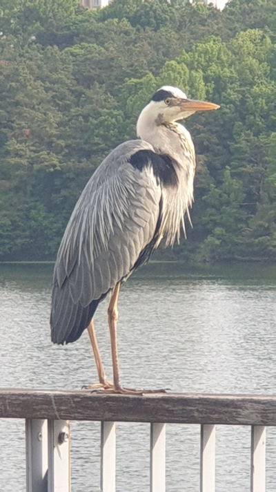 웹진 시인광장 디카시 신작시 【163】 도도하다 - 김왕노 시인ㅣArrogant - Poet Kim Wang-noㅣ2025년 5 ...