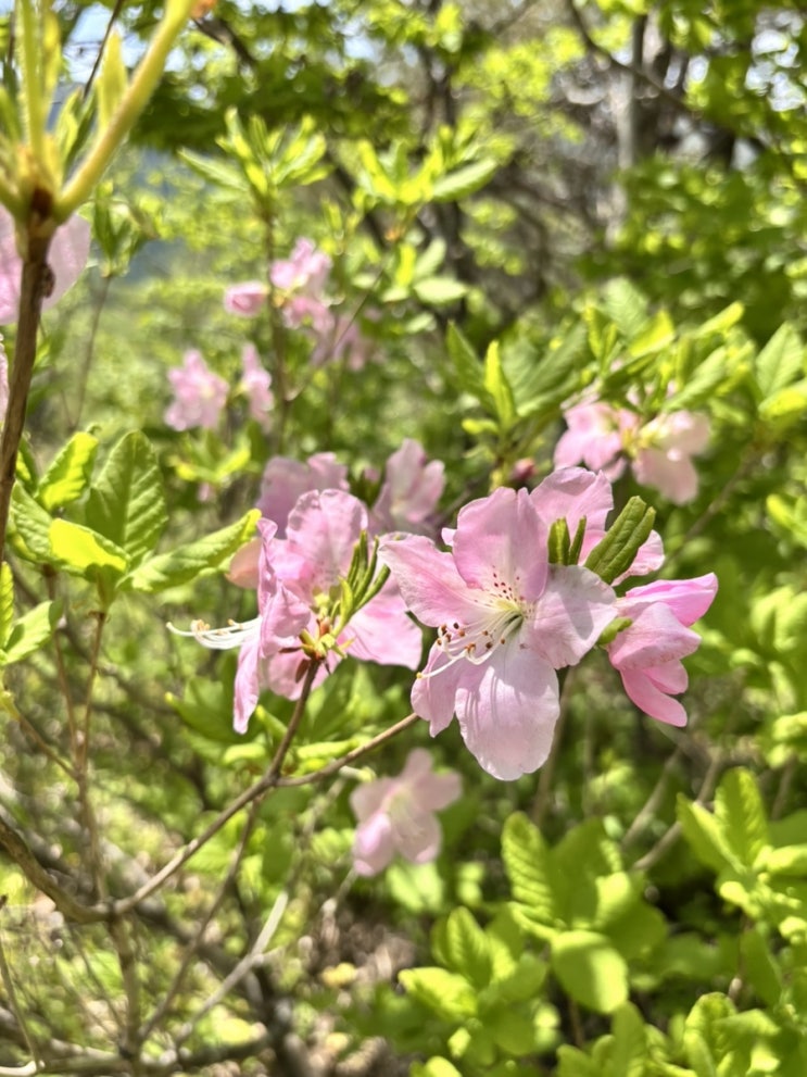 상토 공구 다시 오픈했습니다. : 네이버 블로그