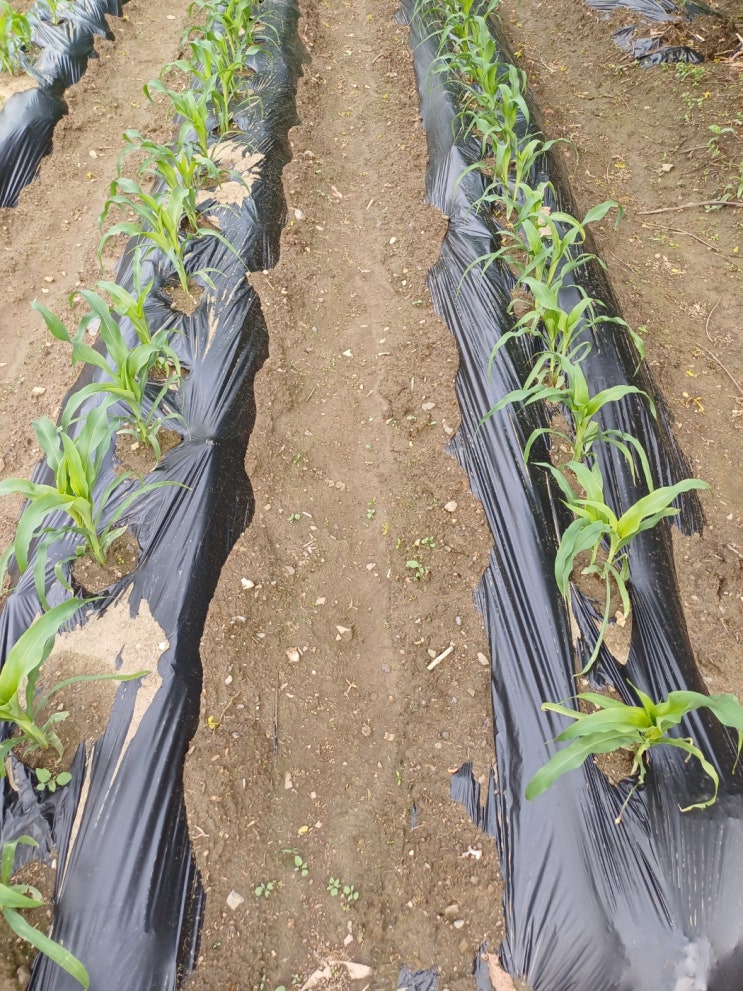 20250519 텃밭 일지~^^ : 네이버 블로그