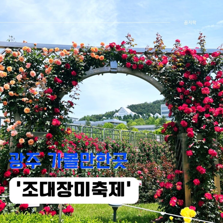 축제는 끝났지만, 장미는 여전히 피어있어요 조대 장미축제(5.25일까지 연장) : 네이버 블로그