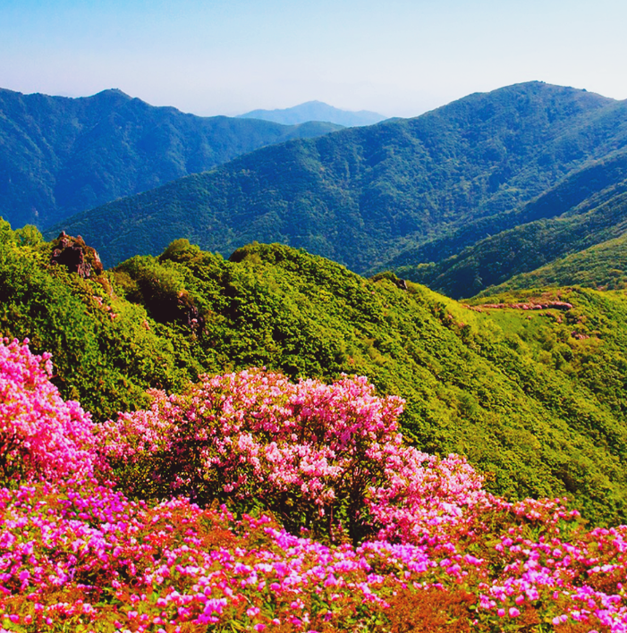 소백산 봄철 야생화와 철쭉 | 소백산 철쭉제 : 네이버 블로그