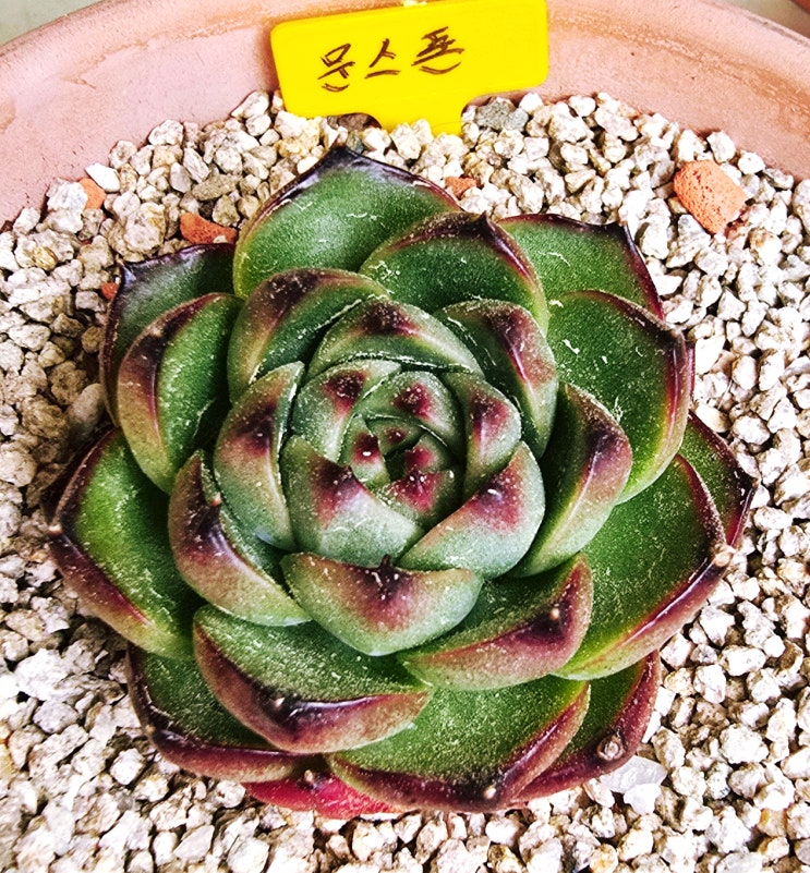 20250520 문스톤, 콜로라도, 희성 : 네이버 블로그