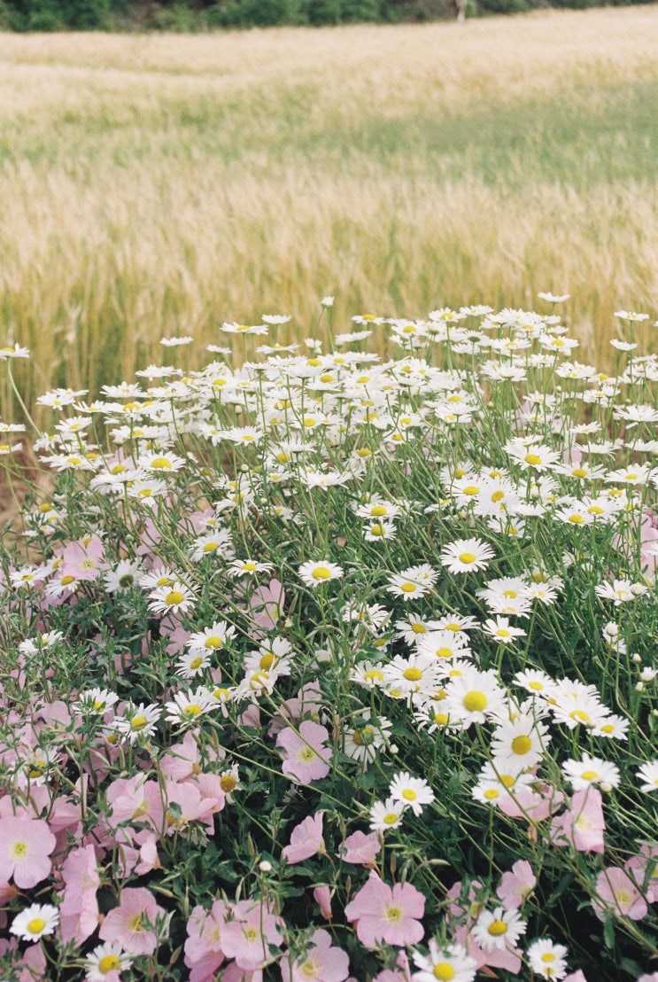 452. 5월에 오며드는 꽃들 : 네이버 블로그