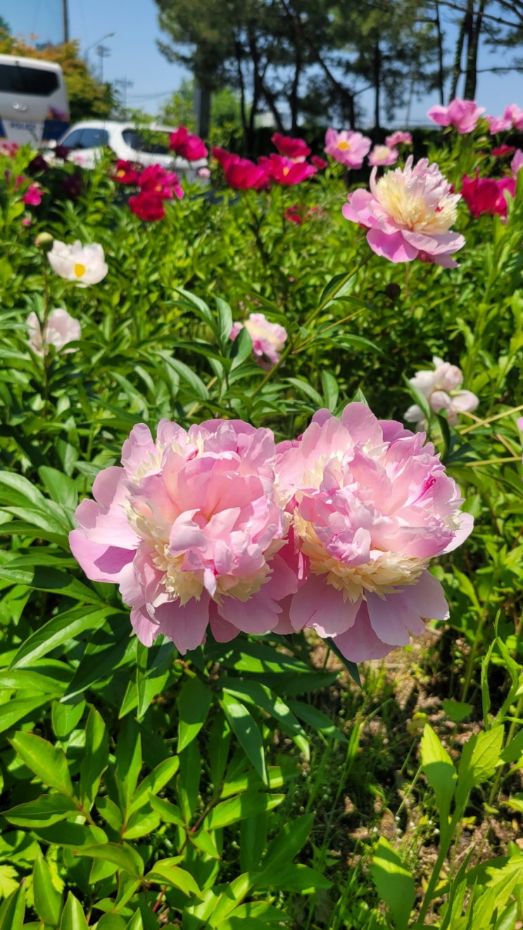 작약 존 국립중앙 박물관및 용산가족공원 5개스팟 250518 : 네이버 블로그