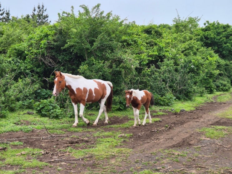 남송악 : 네이버 블로그