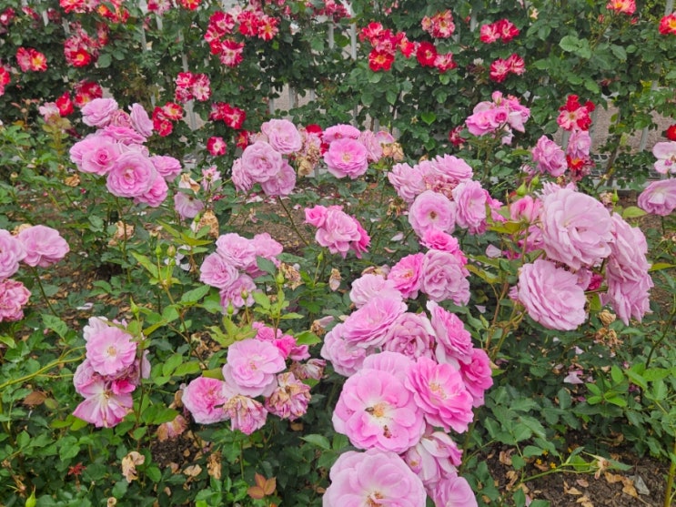 광주 조선대 장미축제 : 네이버 블로그