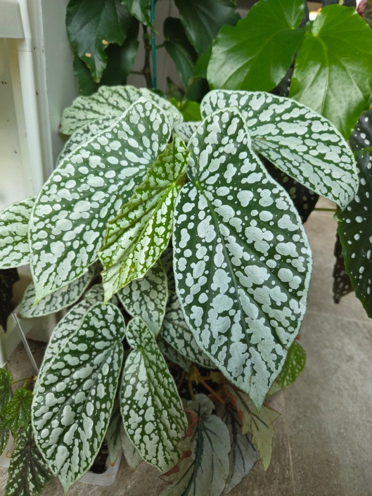 쟈니타쥬얼 베고니아 : 네이버 블로그