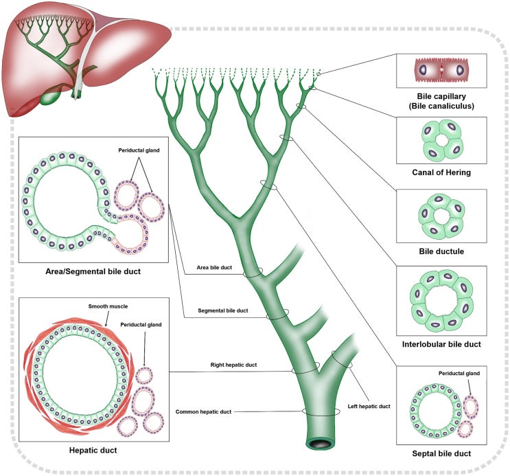 간내 담관 해부학(Intrahepatic duct Anatomy) : 네이버 블로그
