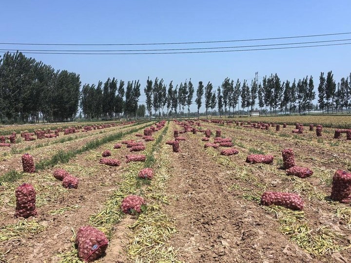 비료도 처방받아 뿌린다~ 中 산둥 마늘밭, 과학기술 도입으로 증산 실현 : 네이버 블로그