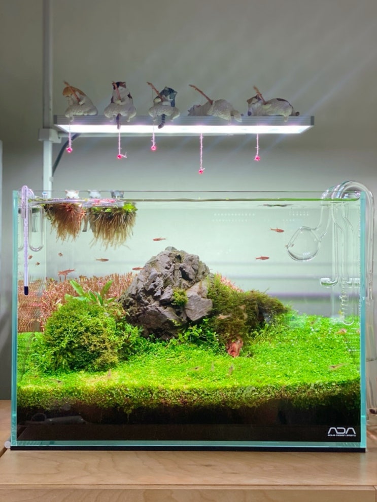 [ADA] ADA Mini M 트리밍-215일.. : 네이버 블로그