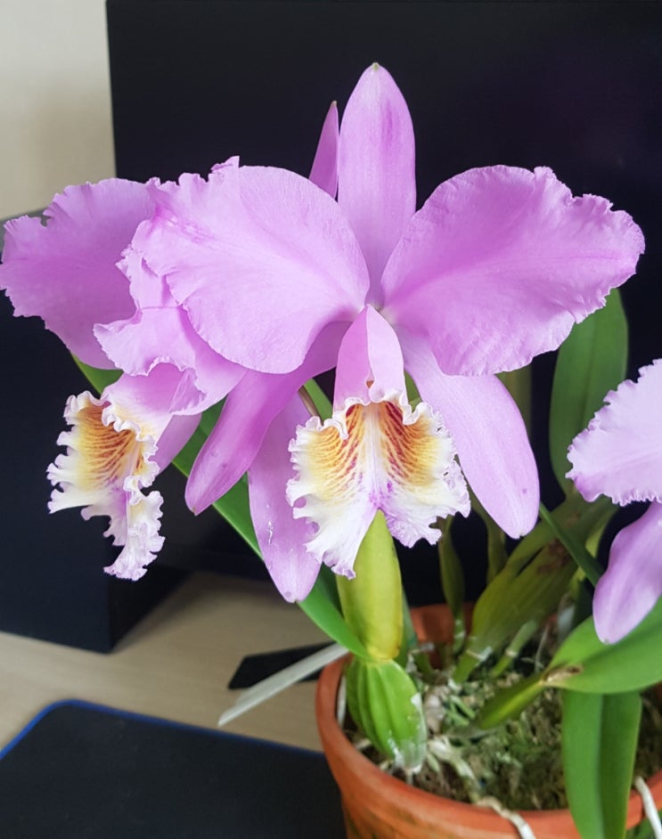 C. mossiae concolor Amandio OG : 네이버 블로그