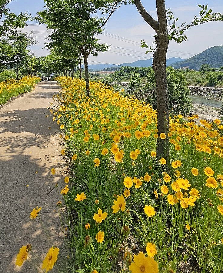 노란꽃 종류 금계국 금계화 노란 코스모스 닮은 꽃 도로 노랑 물결 : 네이버 블로그