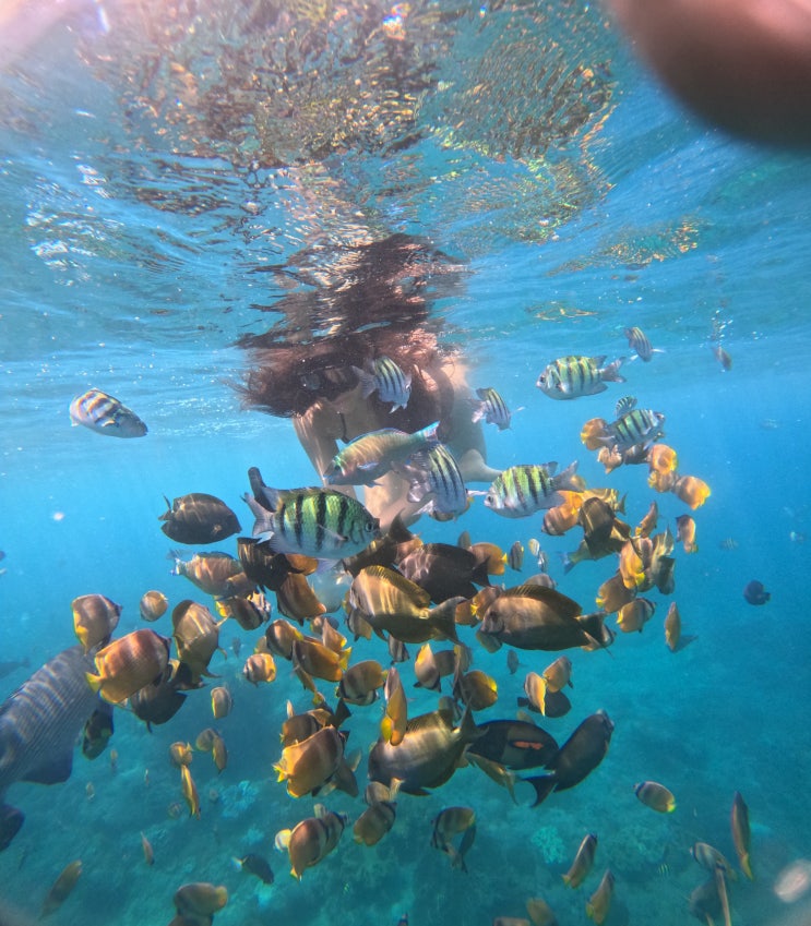 발리 액티비티 추천 '누사페니다 스노클링 투어' + 만타 가오리 : 네이버 블로그