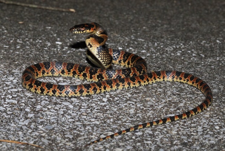 アカマタ（Lycodon semicarinatus） : 네이버 블로그