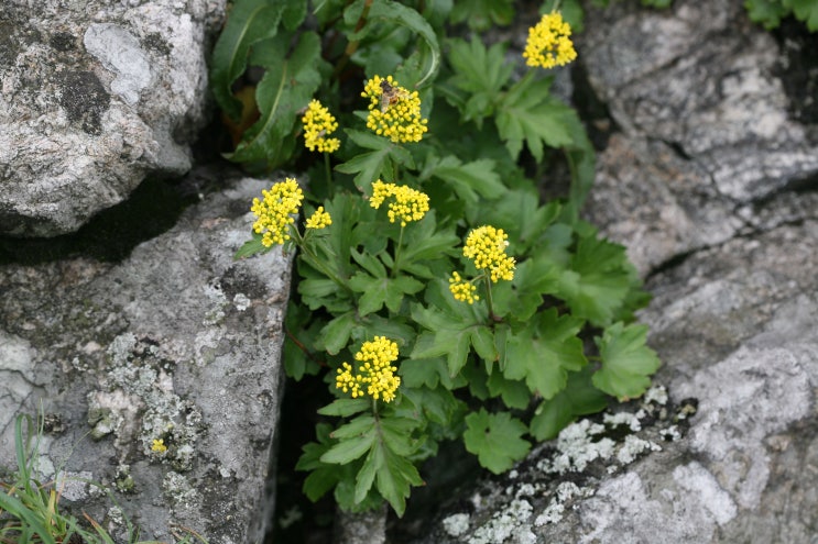 마타리 종류 금마타리, 돌마타리 : 네이버 블로그