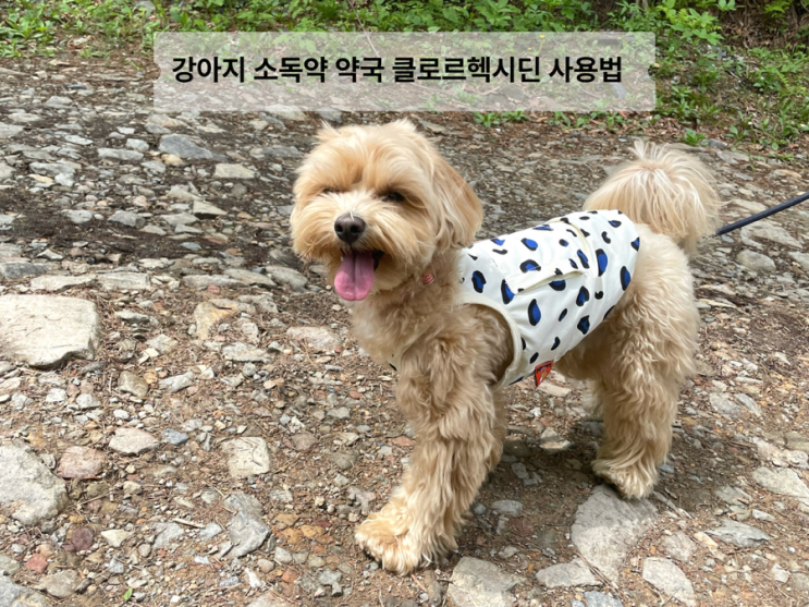 강아지 소독약 클로르헥시딘 사용법 특징 약국 포비돈 사용 가능할까 : 네이버 블로그