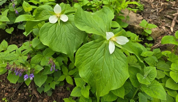 연영초 이야기 : 네이버 블로그