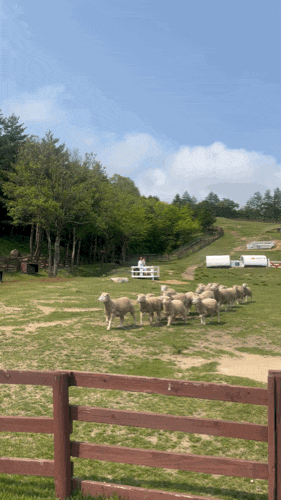 [강원 평창] 대관령 삼양라운드힐 : 네이버 블로그