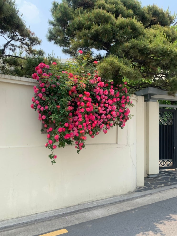인천 나들이 . 연희동 장미투어 💗🌹 : 네이버 블로그