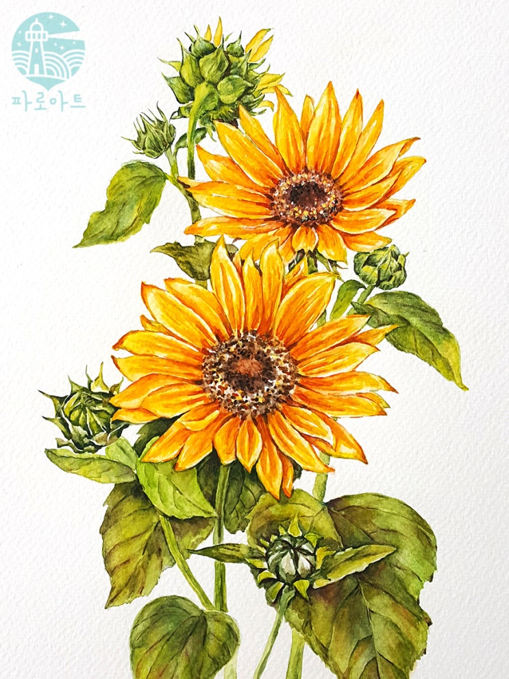해바라기 수채화 취미로 배우는 꽃그림 그리기 네이버 블로그