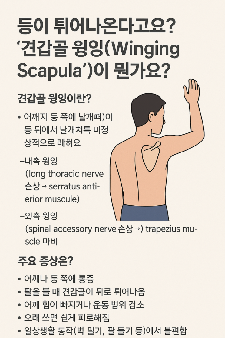 💥등이 튀어나온다고요? '견갑골 윙잉(Winging Scapula)'이 뭔가요? : 네이버 블로그