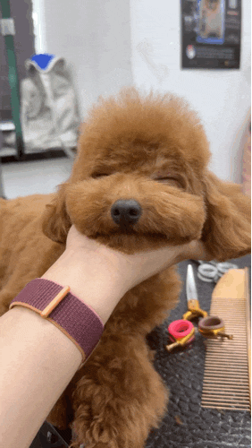 W8. 애견미용사 2급 과정 / 푸들 테디컷, 포메 물개컷, 마르떼 가위집 가방, 다 배우는 과정인 거지 뭐. : 네이버 블로그