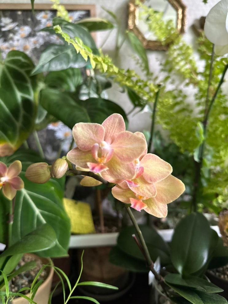 좋은향 새벽향기(Dawn) 호접란 : 네이버 블로그