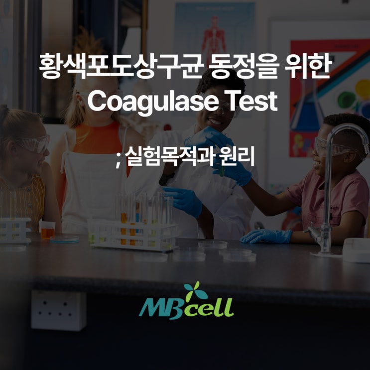 Staphylococcus spp. 을 동정하는 감별시험, Coagulase Test : 네이버 블로그