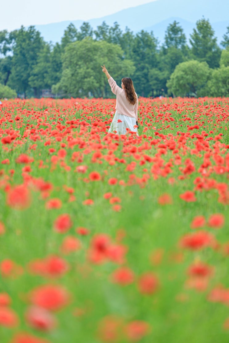 양귀비 가득한 남양주 물의정원 개화상황 : 네이버 블로그