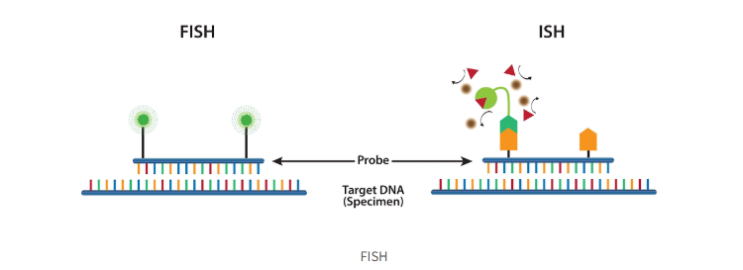 FISH (Fluorescence in situ Hybridization) 이란 무엇일까? 그리고 전용 슬라이드 인큐베이터 소개 ...